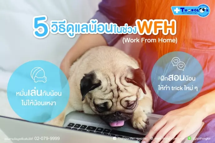 5 วิธีดูแลน้องหมาน้องแมวในช่วง WFH