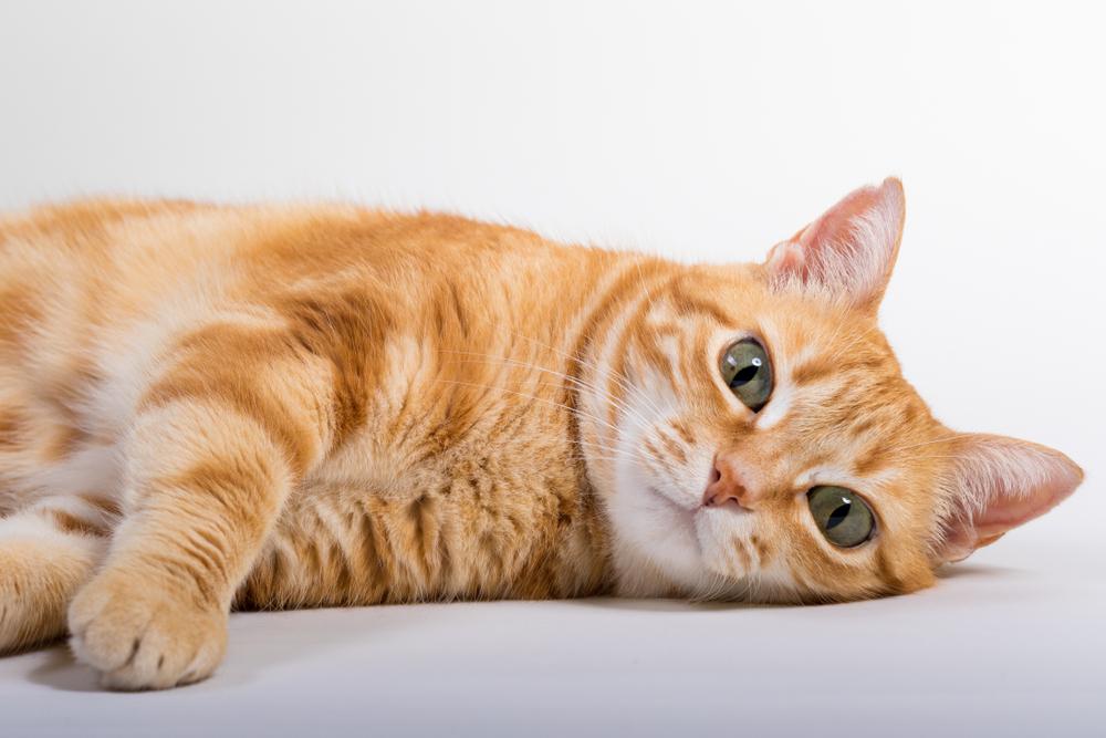 Thai Cat Weight Standards & Management Guide | Thonglor Pet
