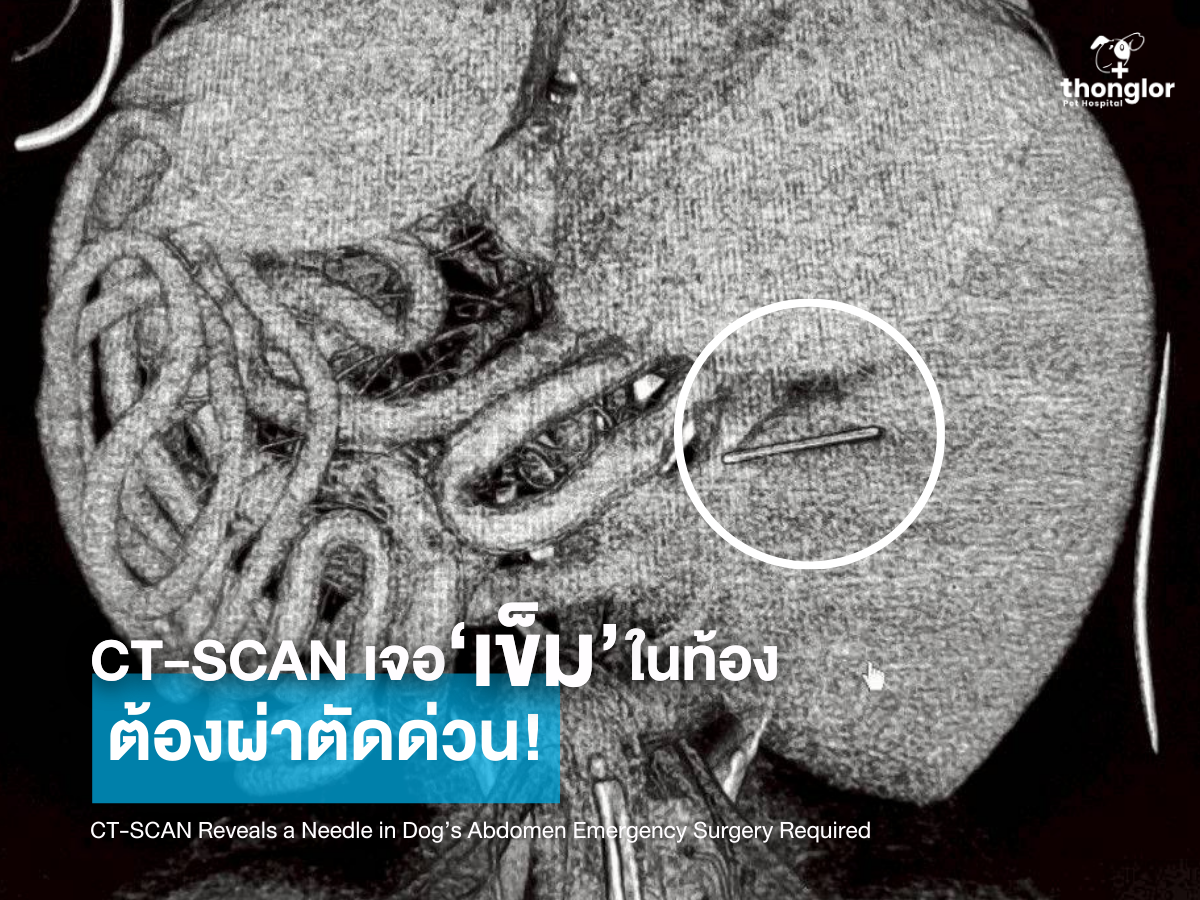 Pet Emergency CT Scan Finds Metal Needle in Dog’s Abdomen